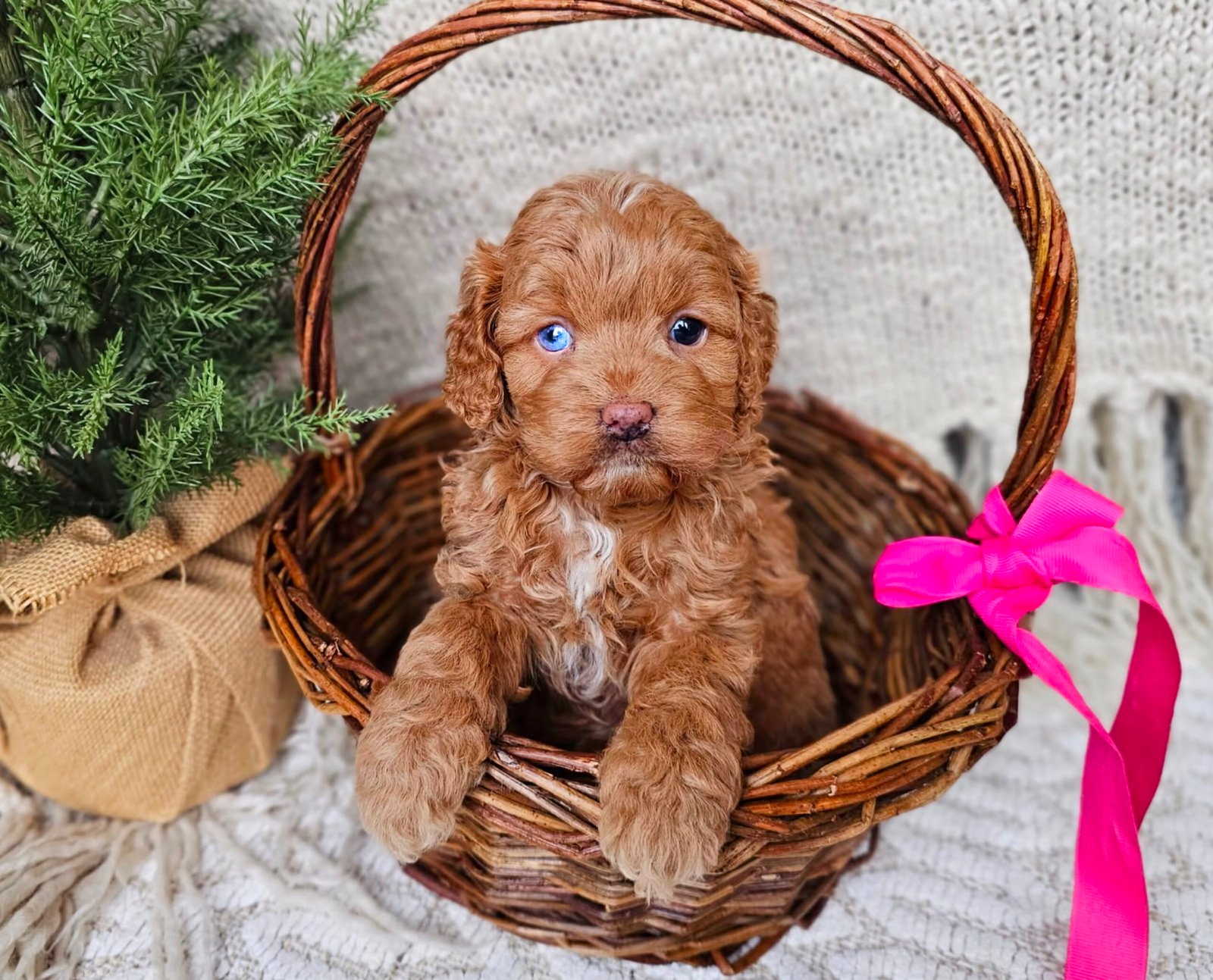 Available Litters - Las Vegas Cavapoos