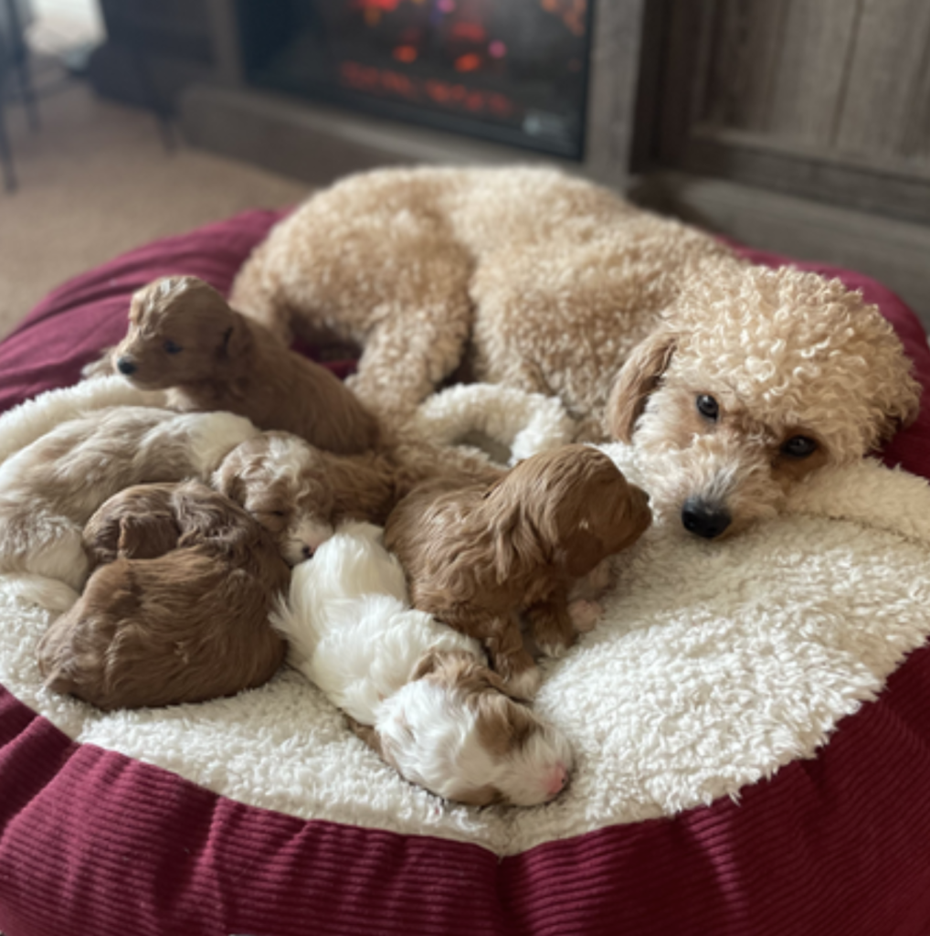 Cavapoo Parents (Dams & Sires) - Las Vegas Cavapoos