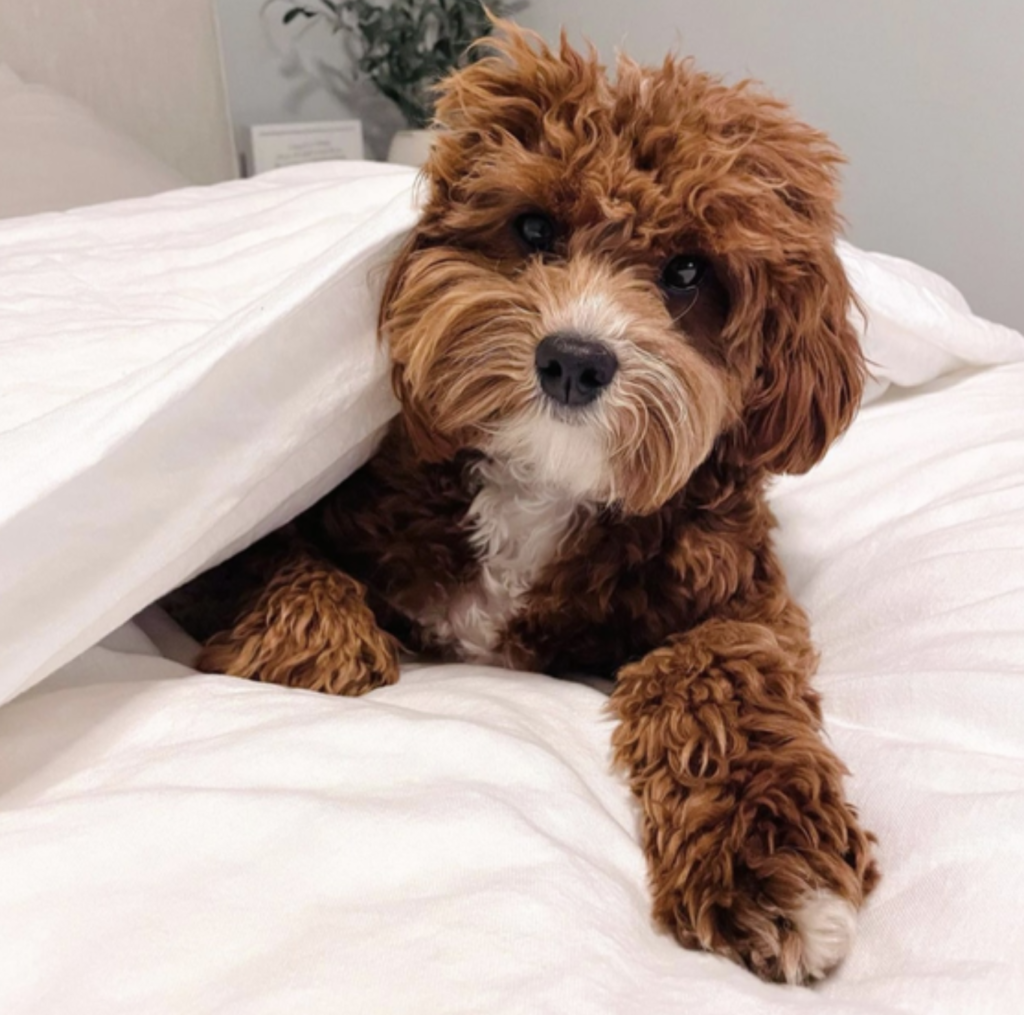 Healthy & Ethically-Bred Cavapoo Puppies | Las Vegas Cavapoos